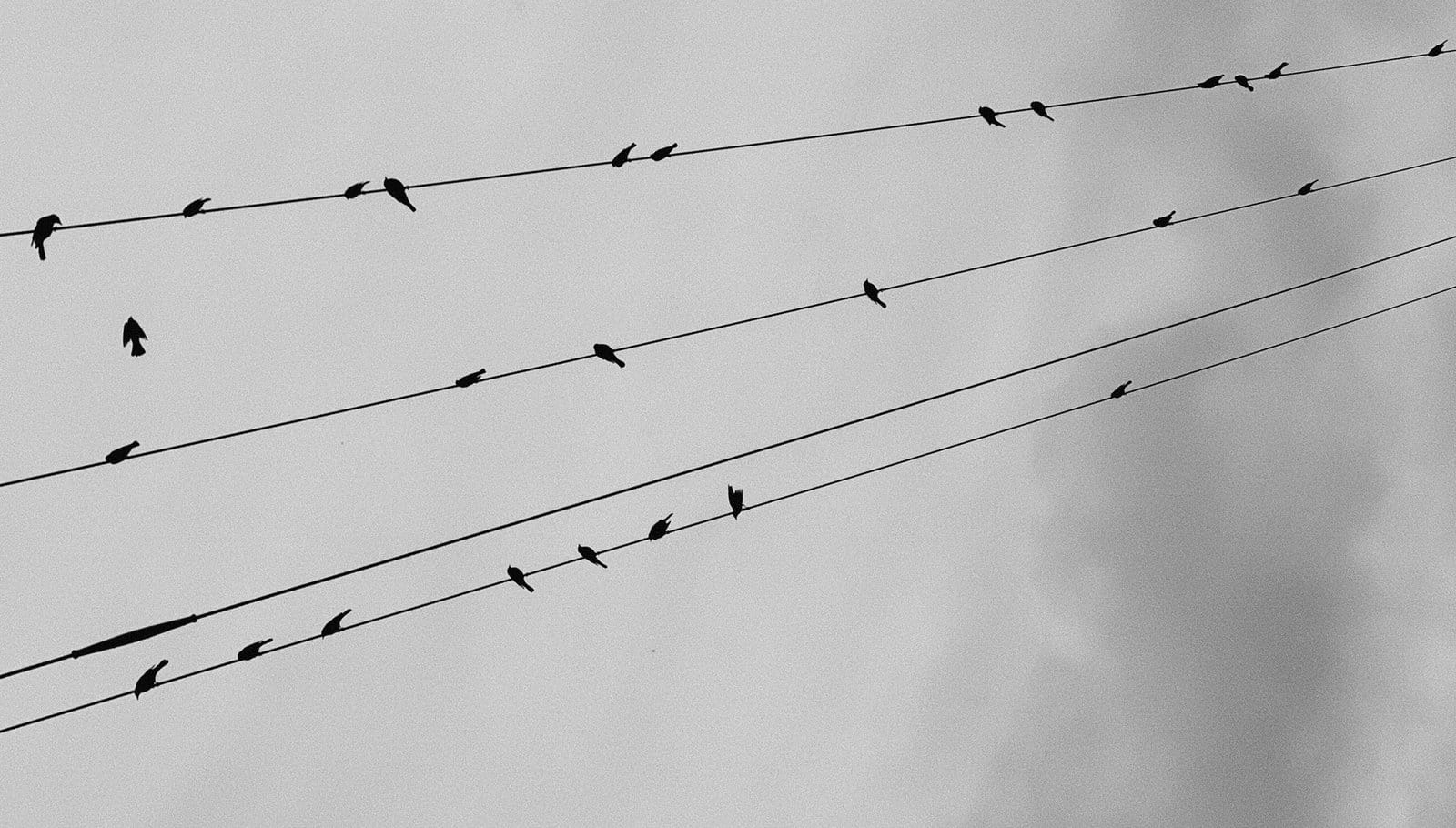 David A. Goodrum | Burningword Literary Journal